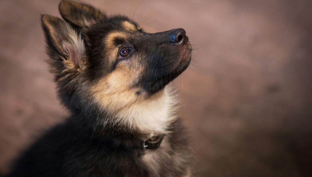 ¿Qué implica que los animales sean reconocidos como “seres sintientes ...