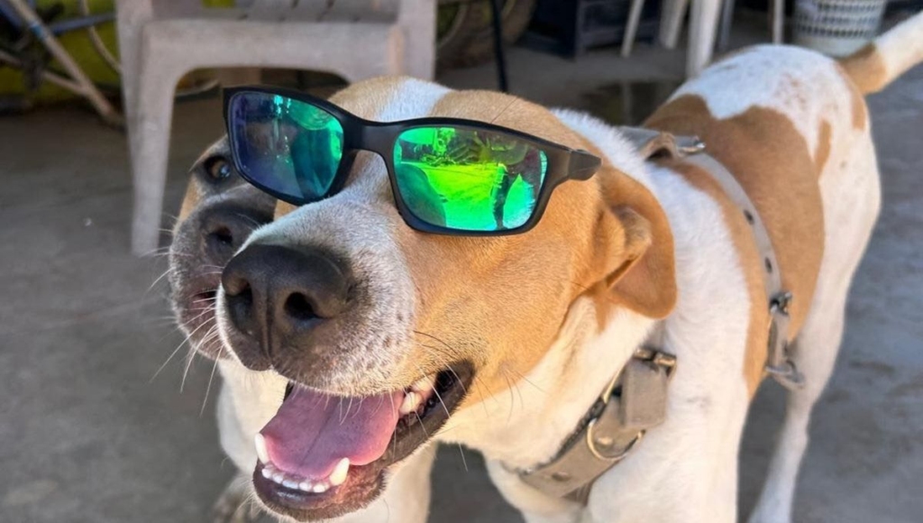 Perrito Dilan murió tras recibir un disparo: Así se castiga el maltrato ...